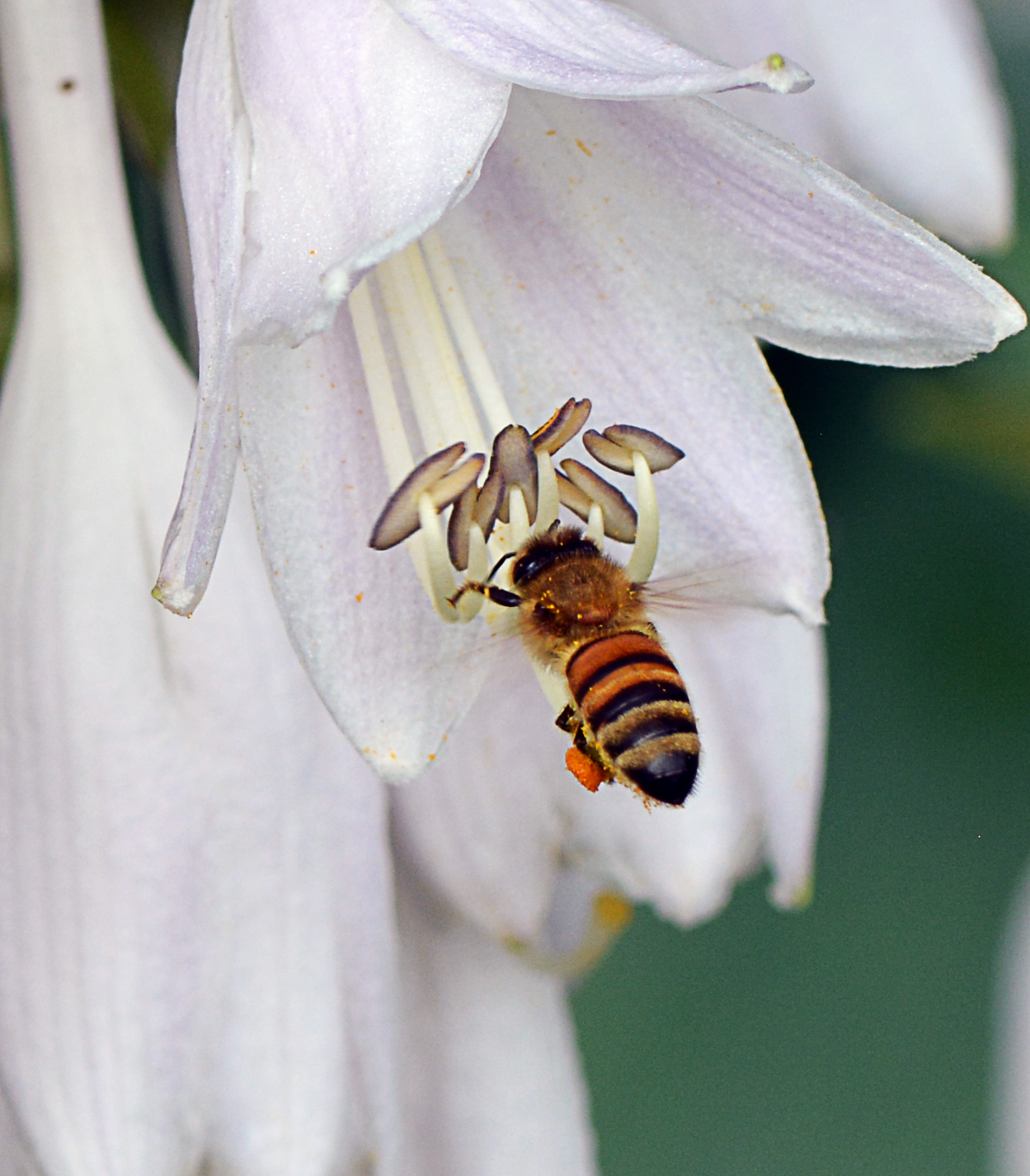Pollinating Bee | Shutterbug Pollinating Bee | Shutterbug